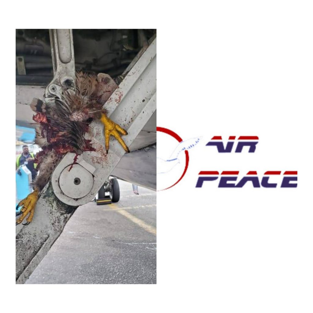 Bird Strikes Air Peace Aircraft’s Wing | NATIONAL WAVES